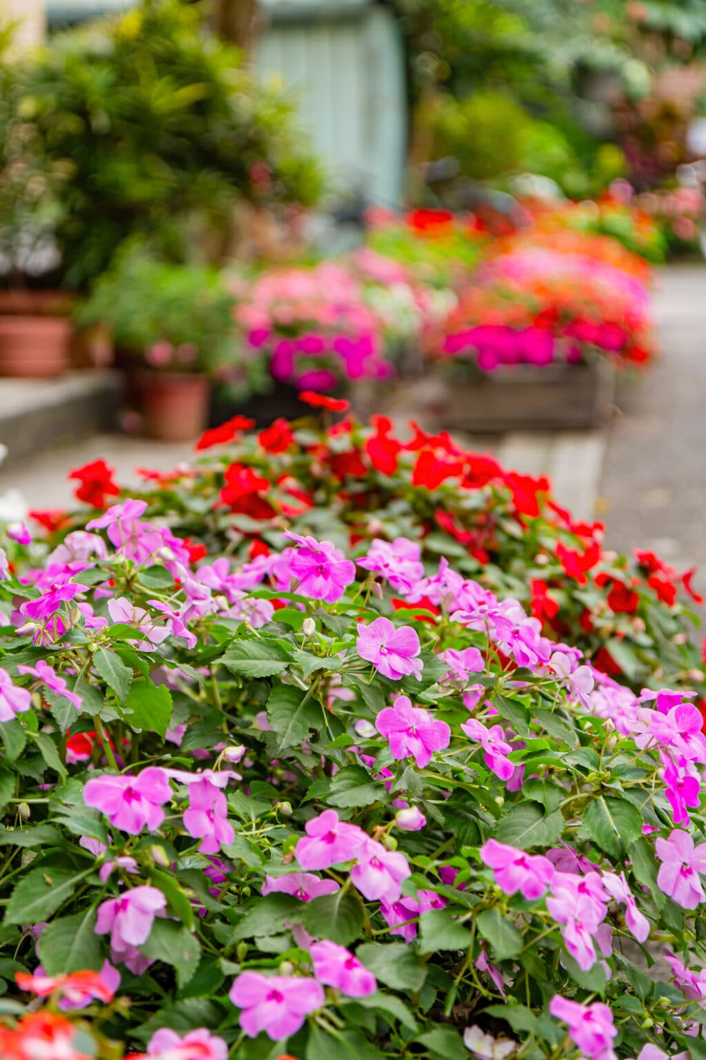 Impatiens Care - How to Grow An Abundance of Flowers in the Shade!