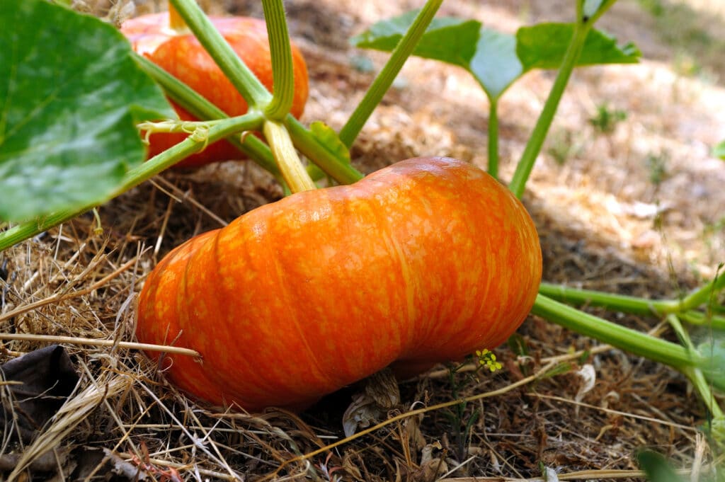 Grow Cinderella Pumpkins for High Yield Harvests.