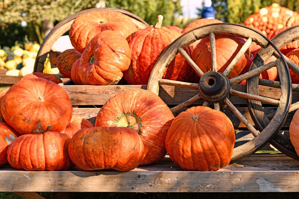 Grow Cinderella Pumpkins for High Yield Harvests.