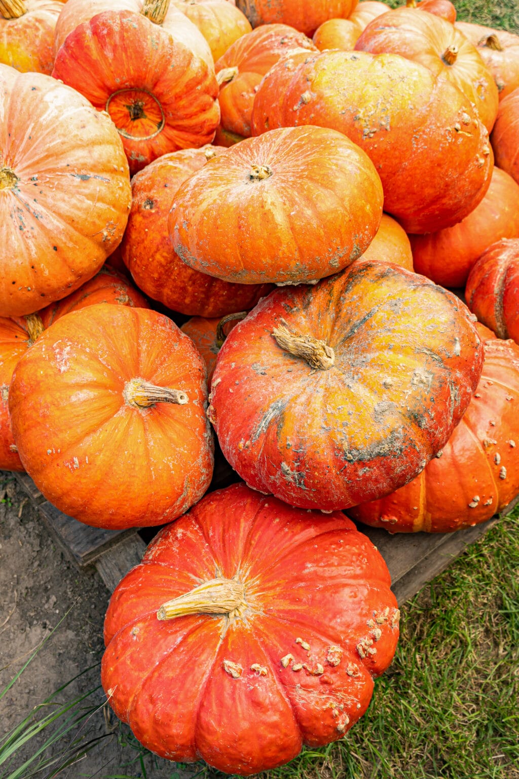 Grow Cinderella Pumpkins for High Yield Harvests.