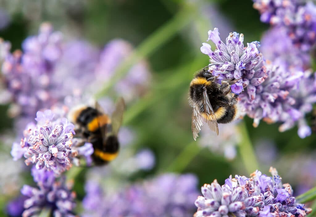 The Best Flowers for Bees To Plant In Your Gardens