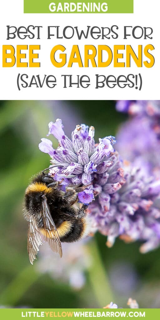 The Best Flowers for Bees To Plant In Your Gardens