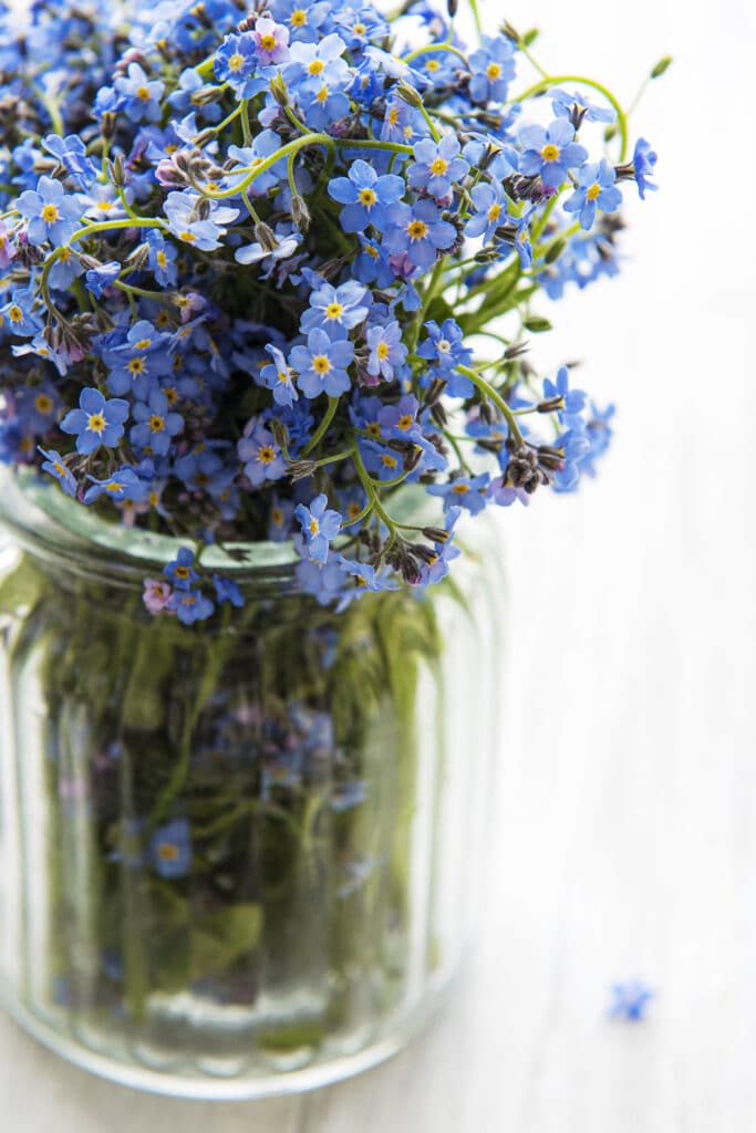Forget-Me-Nots - How to Plant and Care for These Wonderful Flowers