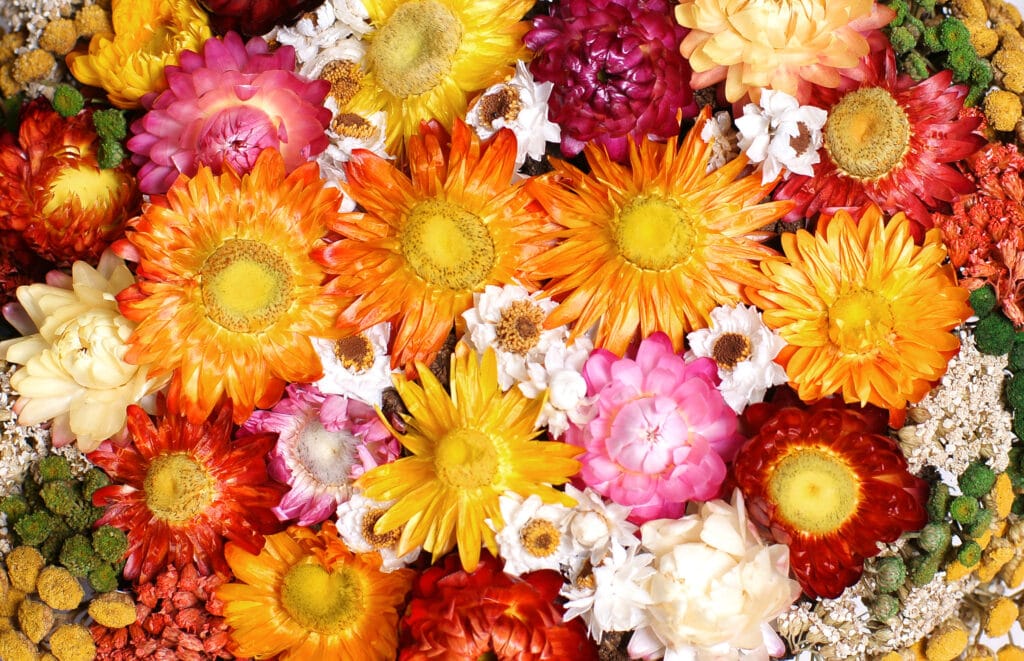 How to Dry Flowers - We Tested 5 Different Methods to Find the Best!