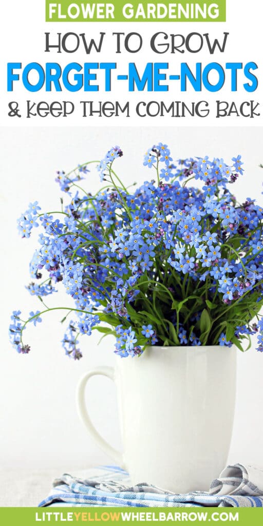 Forget-Me-Nots - How to Plant and Care for These Wonderful Flowers