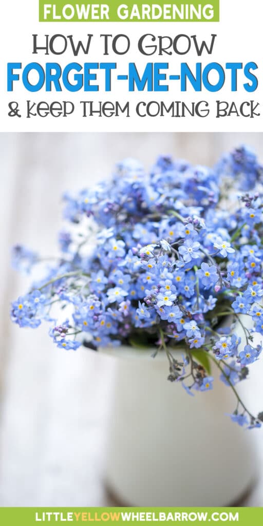 Forget-Me-Nots - How to Plant and Care for These Wonderful Flowers