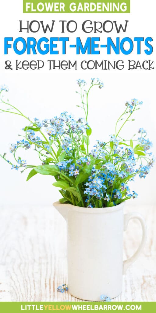 Forget-Me-Nots - How to Plant and Care for These Wonderful Flowers