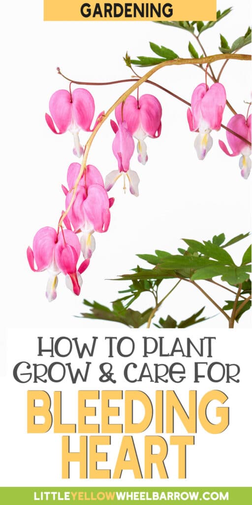 Planting A Bleeding Heart So it Thrives!