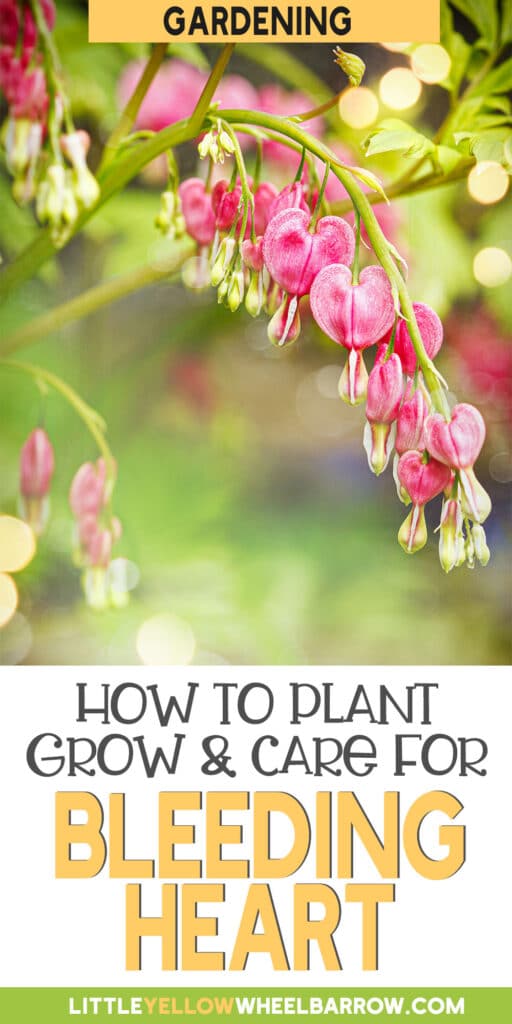 Planting A Bleeding Heart So it Thrives!