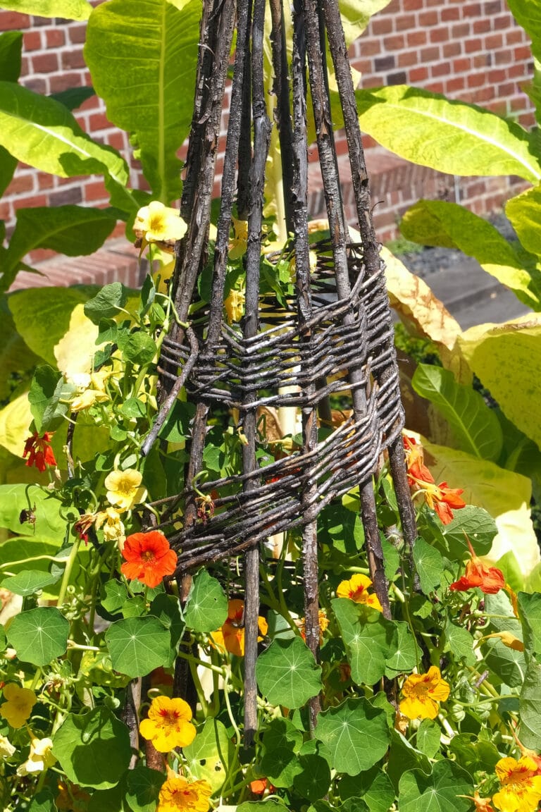 Climbing Nasturtium: Tips For Growing Bloom Popping Vines