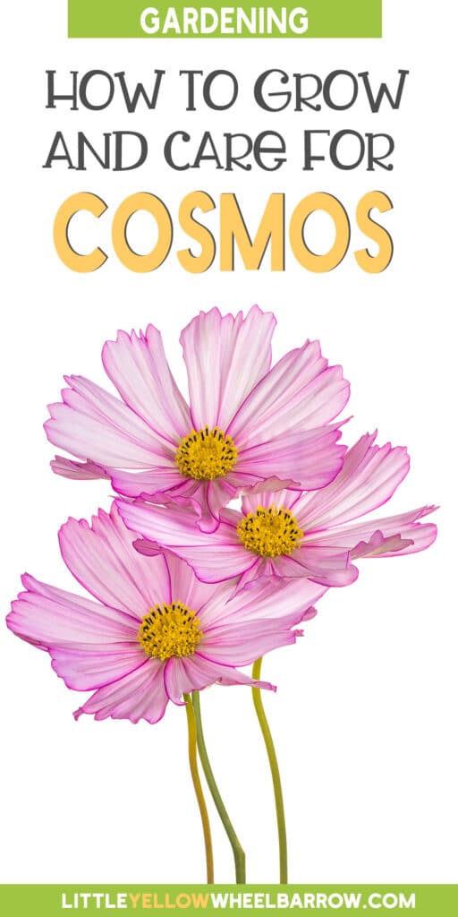 Planting Cosmos Flowers - How to Plant, Grow, and Care For Cosmos