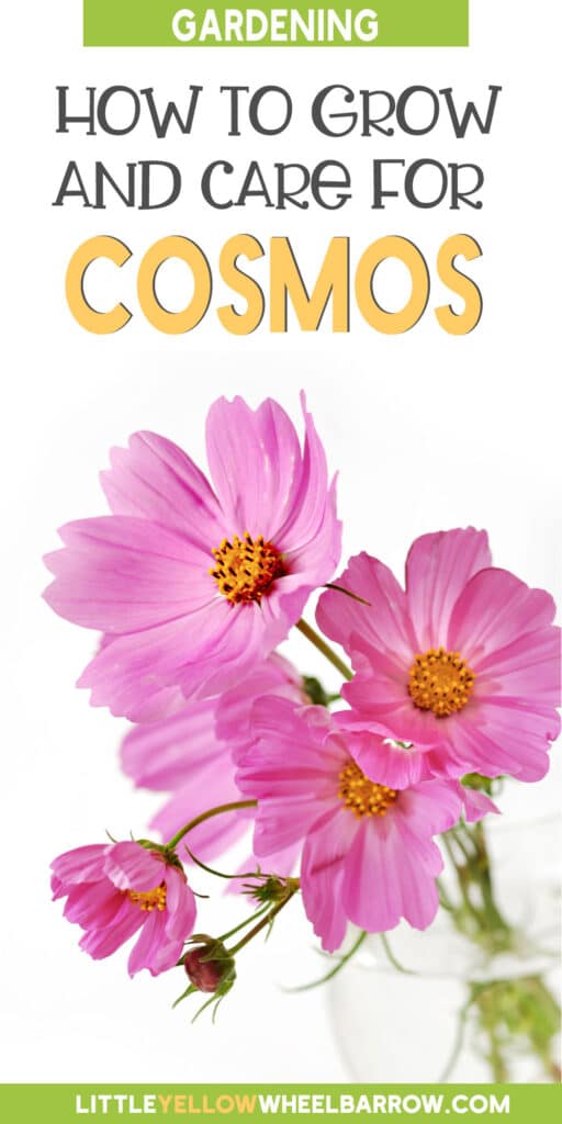 Planting Cosmos Flowers - How to Plant, Grow, and Care For Cosmos