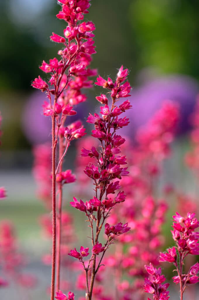 How to Grow Coral Bells (Heuchera)