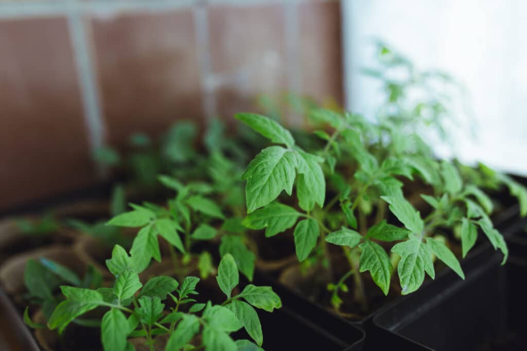 Mint: How To Grow Mint From Cuttings or Seeds