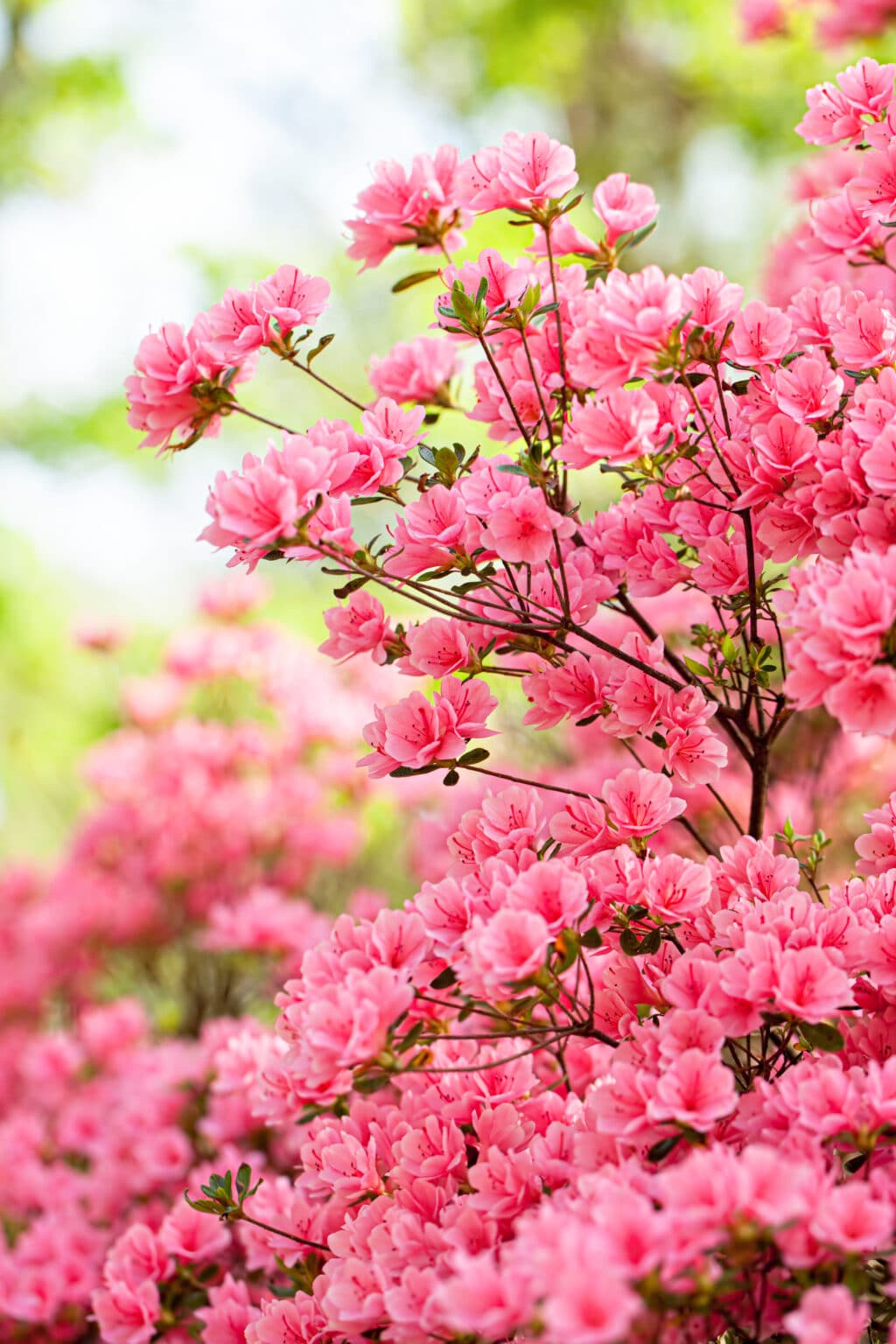 How to Prune Azaleas to Keep Them Blooming