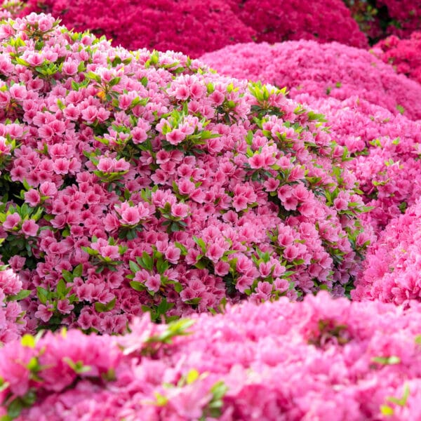How to Prune Azaleas to Keep Them Blooming