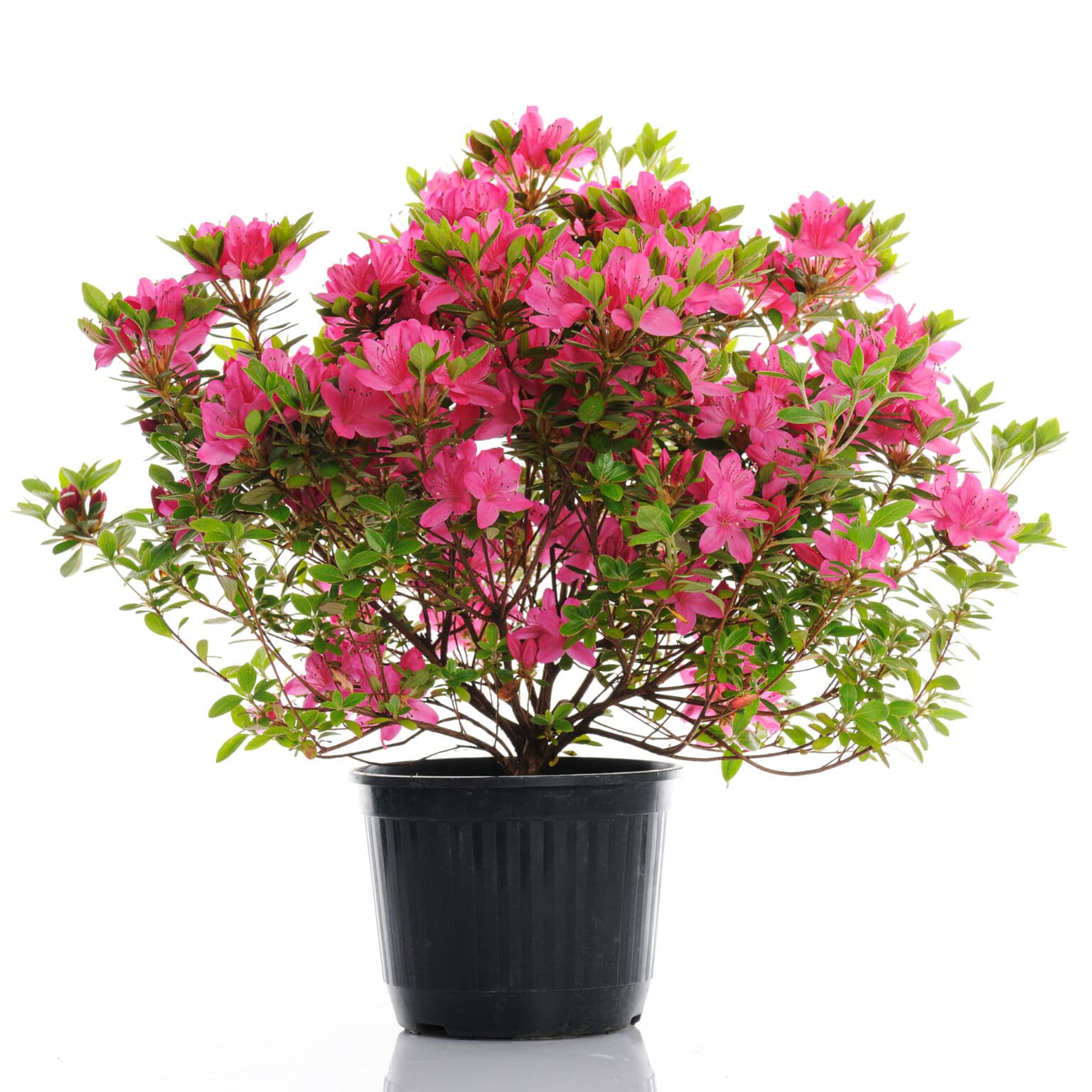 How To Grow Azaleas In Pots And Keep Them Blooming 