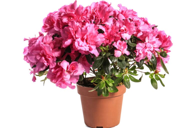 How to Grow Azaleas in Pots and Keep Them Blooming!