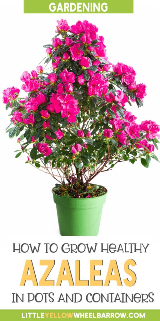 How to Grow Azaleas in Pots and Keep Them Blooming!