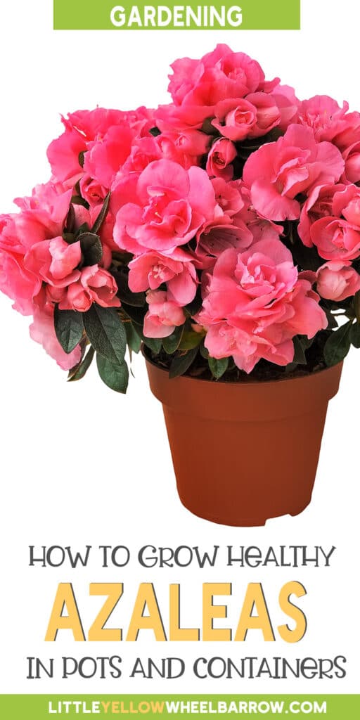 How to Grow Azaleas in Pots and Keep Them Blooming!