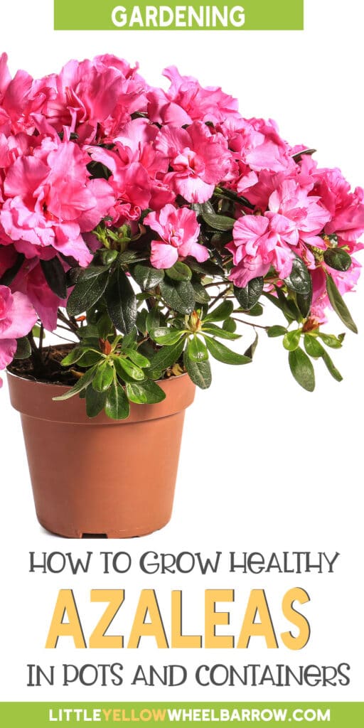 How to Grow Azaleas in Pots and Keep Them Blooming!