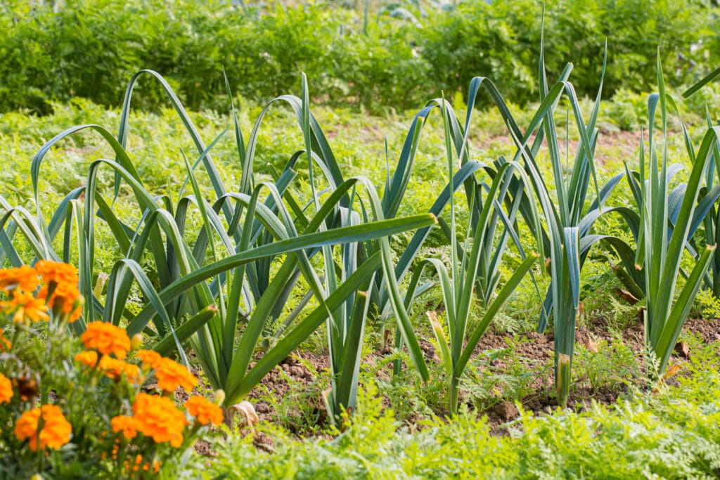 The Best Companion Plants for Leeks