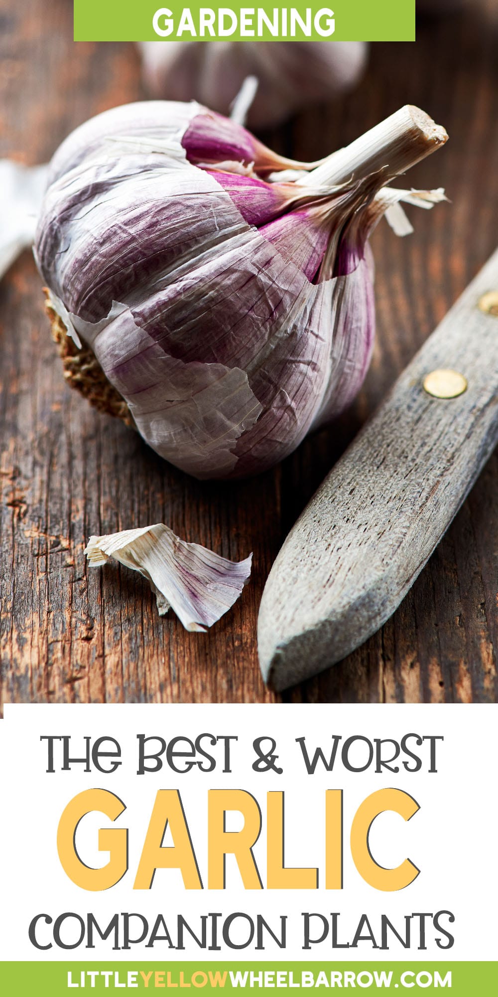 The Best Garlic Companion Plants For Your Garden