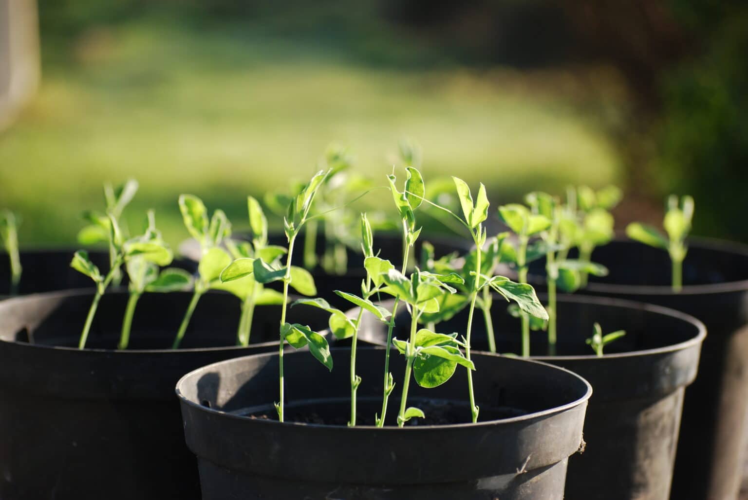 Growing Peas In Containers 101: (2022)
