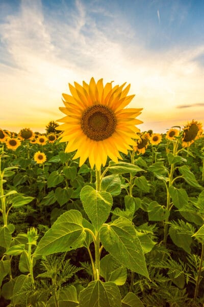 Sunflower Growth Stages - A Complete Guide