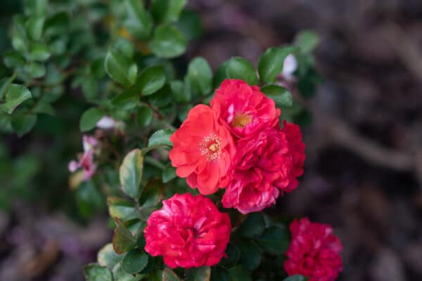 How to Plant Drift Roses - Planting, Care and Pruning