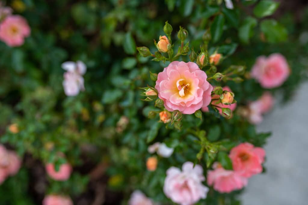 How to Plant Drift Roses - Planting, Care and Pruning