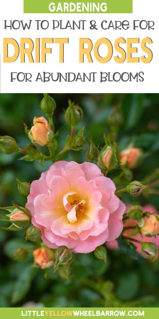 How to Plant Drift Roses - Planting, Care and Pruning