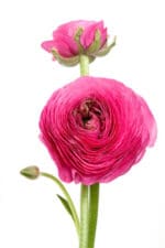 How to Plant Ranunculus Bulbs - Planting, Growing, and Storing