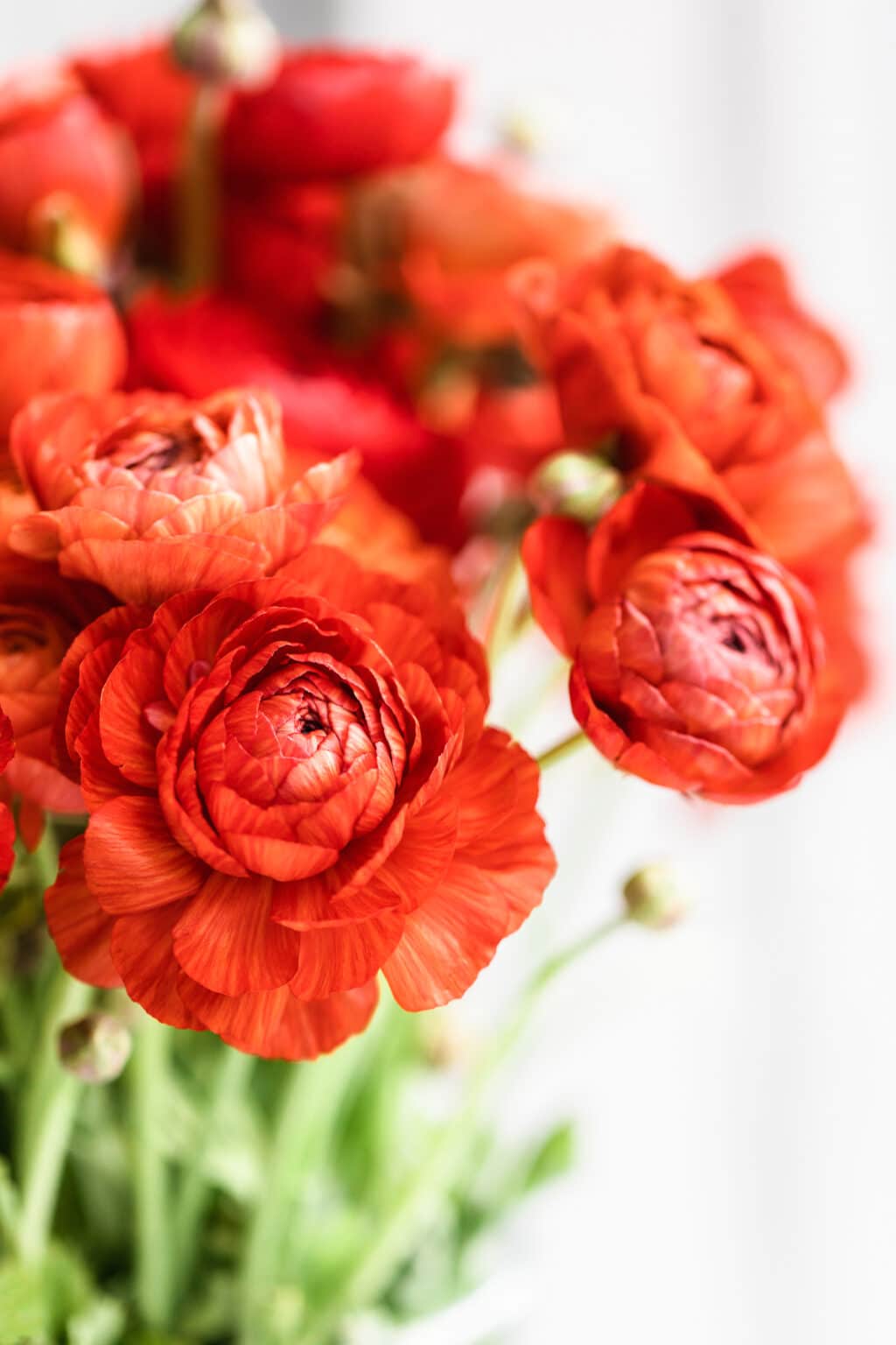 How to Plant Ranunculus Bulbs - Planting, Growing, and Storing