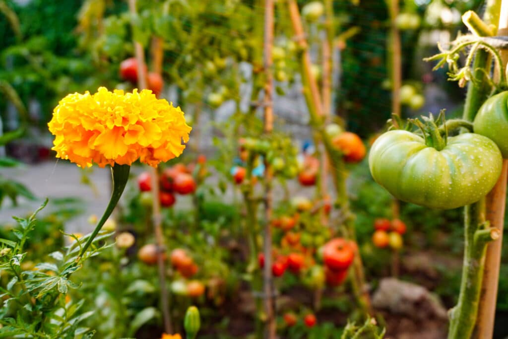 The Best Marigold Companion Plants For Your Garden