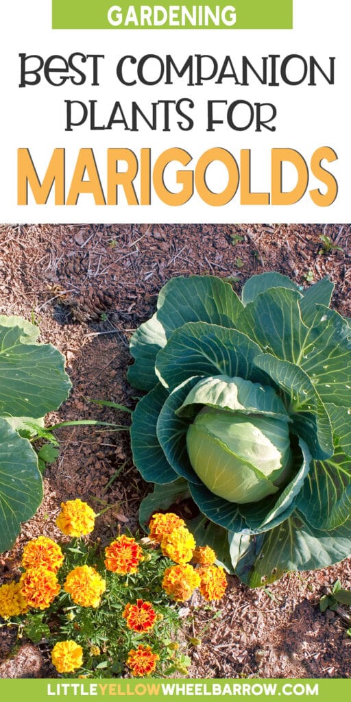 The Best Marigold Companion Plants For Your Garden