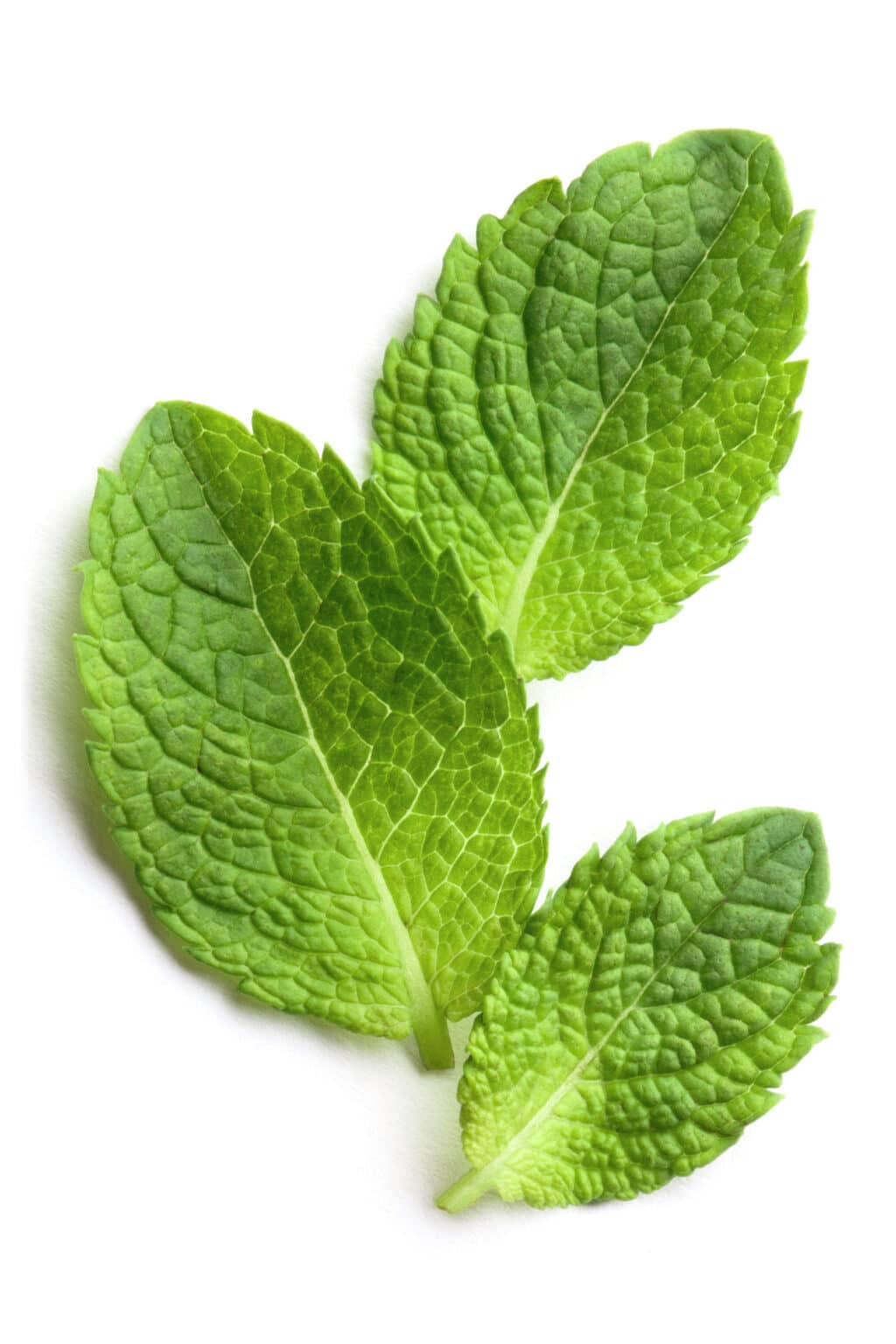 Types Of Mint Plants: How To Grow And Use Popular Mint Varieties