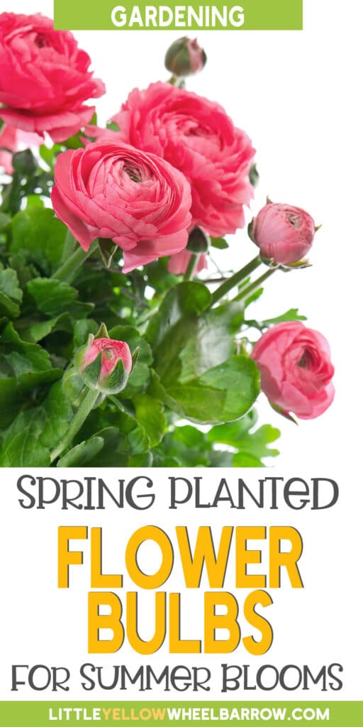 Bulbs for Spring Planting and Beautiful Summer Blooms