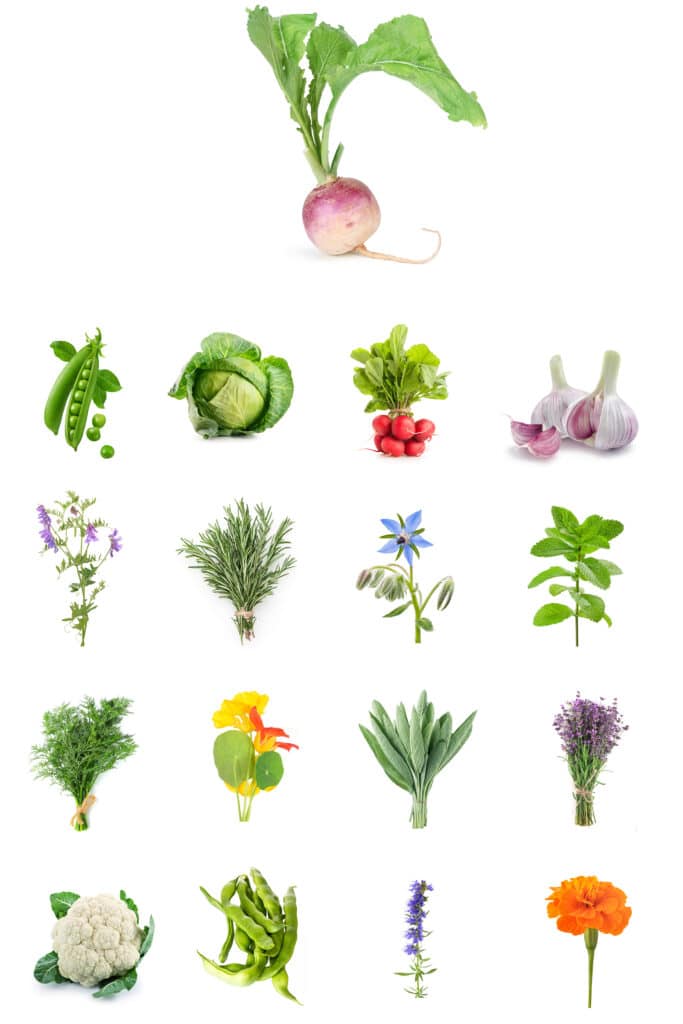 Turnip Companion Plants - Everything You Need to Know