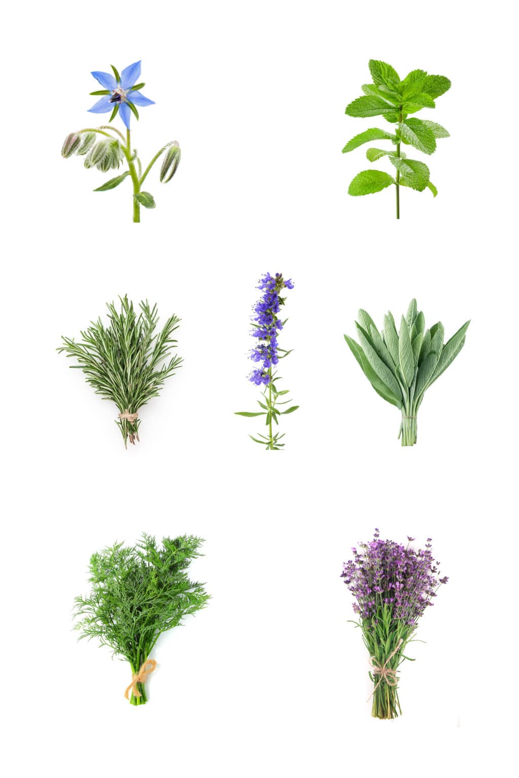 Turnip Companion Plants - Everything You Need to Know