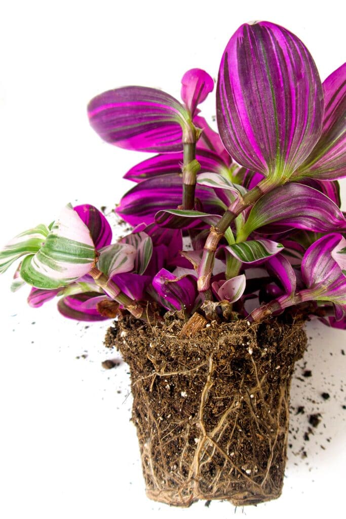 Tradescantia Plant Care - How to Grow A Healthy Inch Plant