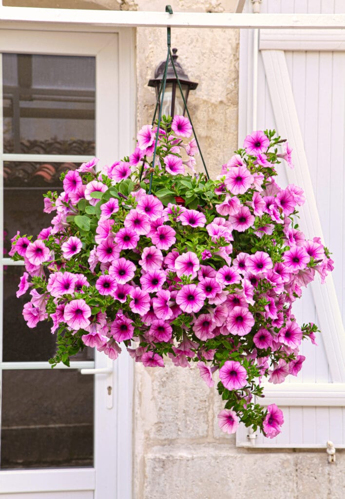 Petunia Hanging Basket Care - How to Grow Enviable Displays!