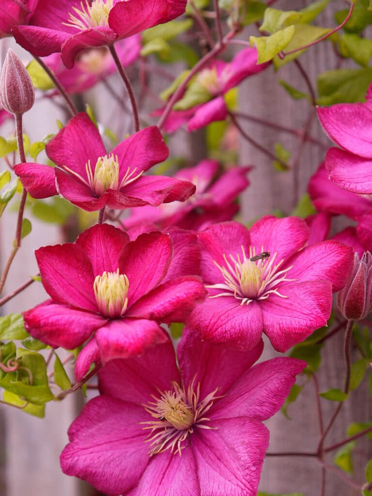 How to Grow Clematis And Keep it Coming Back