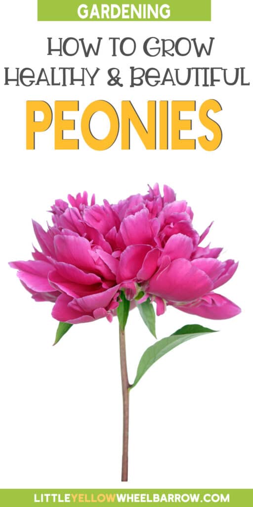 How to Plant Peony Roots in Spring (You can!)