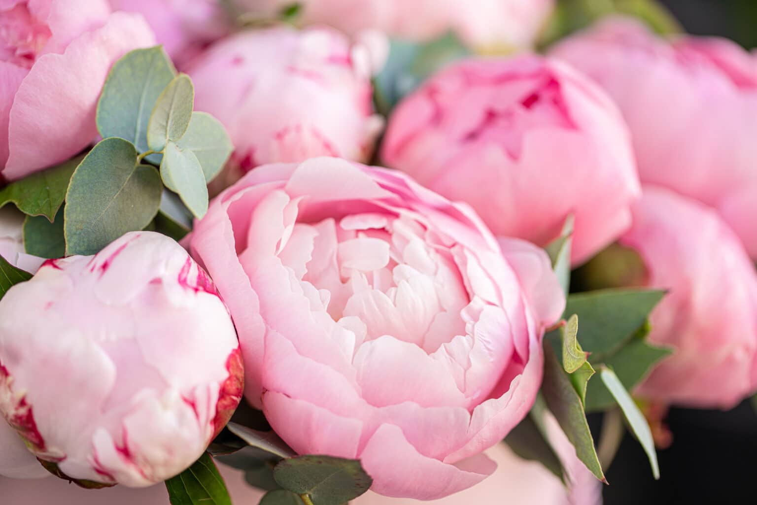 Can You Plant Peonies in the Spring?