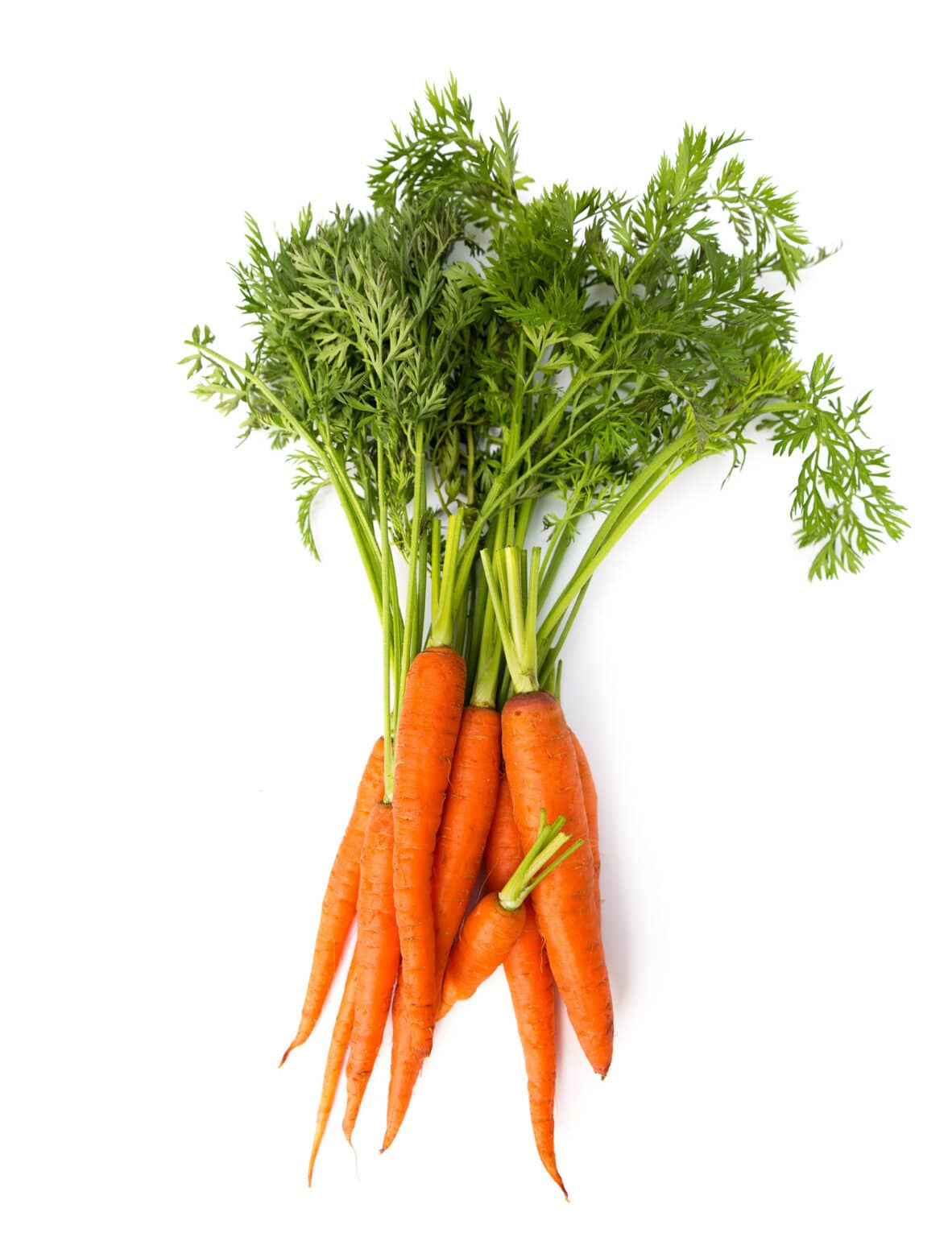 The Best Carrot Companion Plants For Your Garden