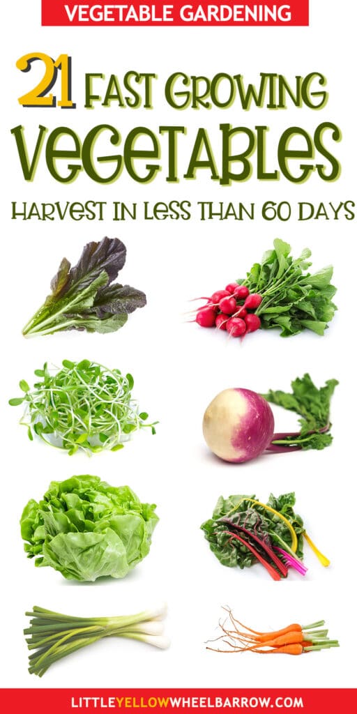 21 Fast Growing Vegetables You Can Grow in Under 60 Days