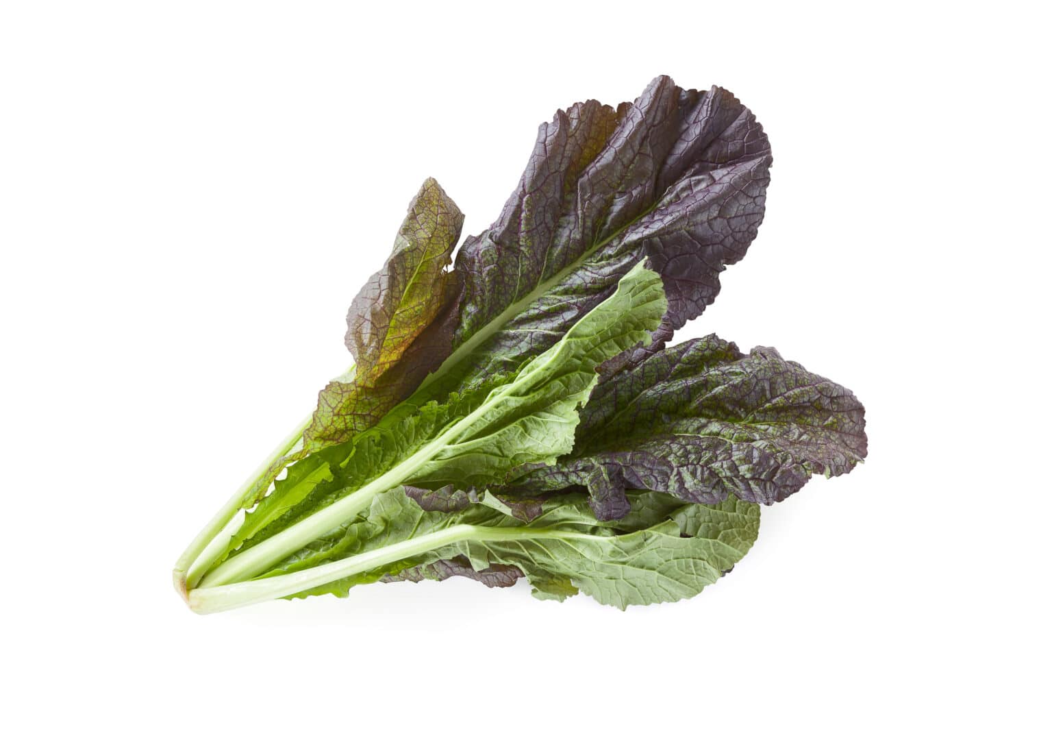 21 Fast Growing Vegetables You Can Grow in Under 60 Days