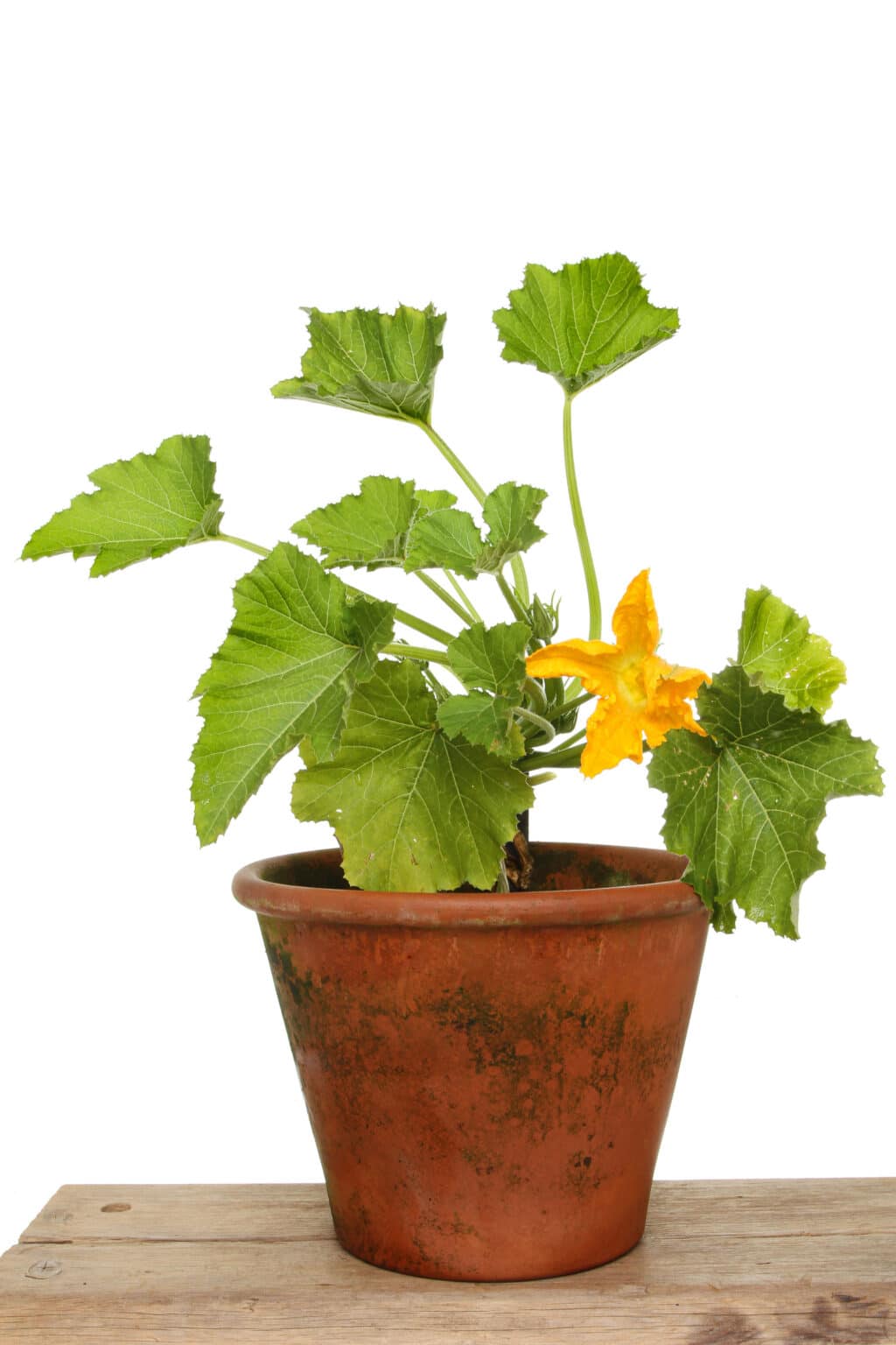 How to Start Zucchini Seedlings Indoors: Step-by-Step