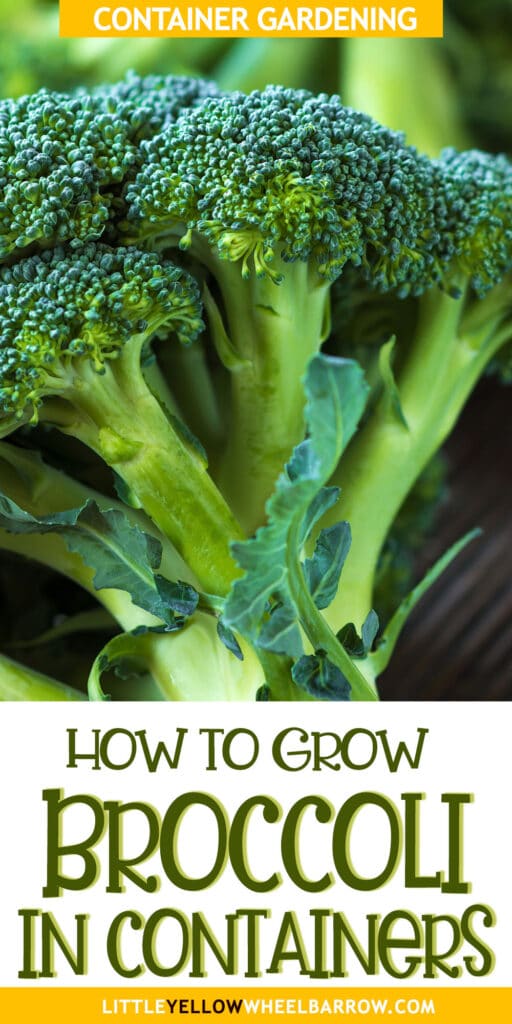 Grow Broccoli In Containers Hassle Free